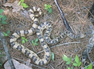 Northern Pine Snake | Outdoor Alabama